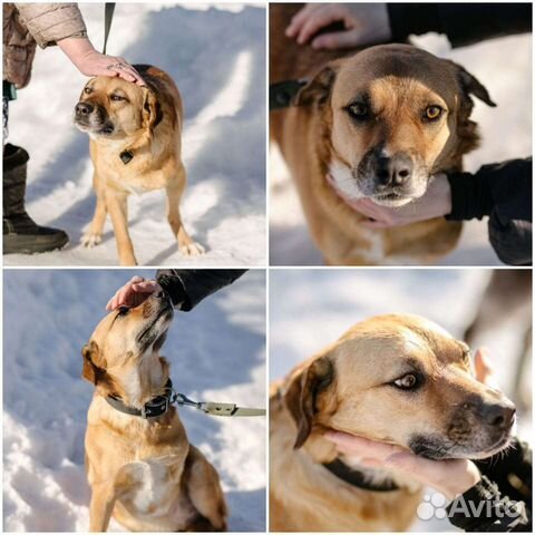 Собака в добрые руки отдам бесплатно