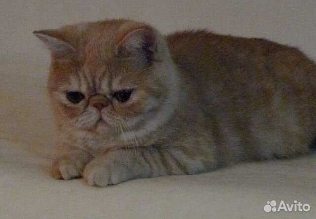 Молодой котик экзотической короткошёрстной породы