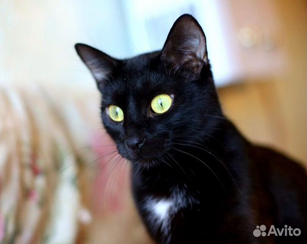 Черная кошека Чивис