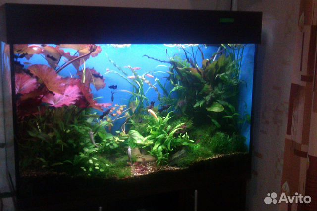 Аквариум на 240 л. с внешним фильтром