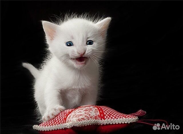 Белые ангорские котята мальчики