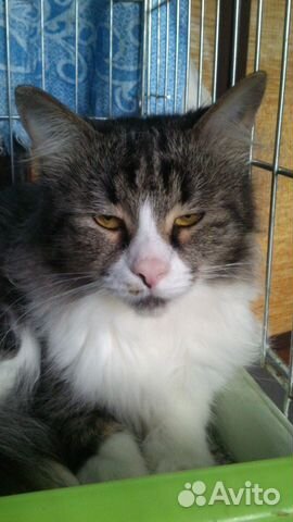 Красивая, домашняя и безумно ласковая кошечка