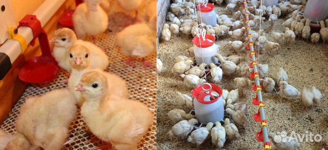 В нaличии-бpoйлеpные индюшaтa и цыплятa коbb-500