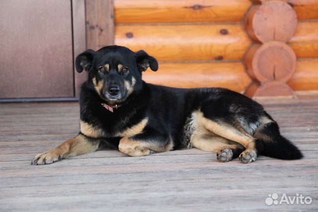 Собака-компаньон Джули в добрые руки