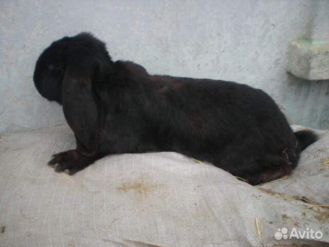 Французский баран