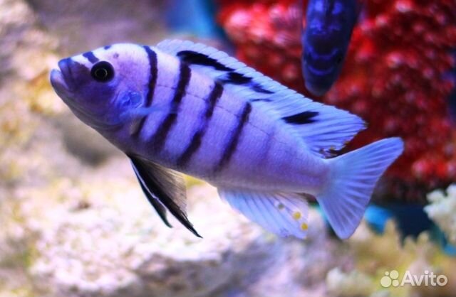 Редкий вид Cynotilapia Gallireya Reef