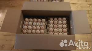 Кооб 500 инкуб.яйцо Чехия доставка в регионы