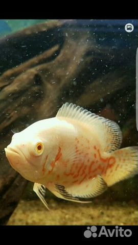 Аквариумная рыба -Астронотус