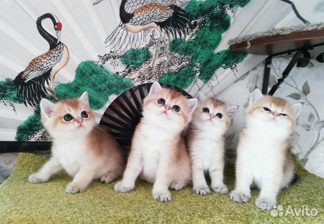 Золотко котик и кошечка и др