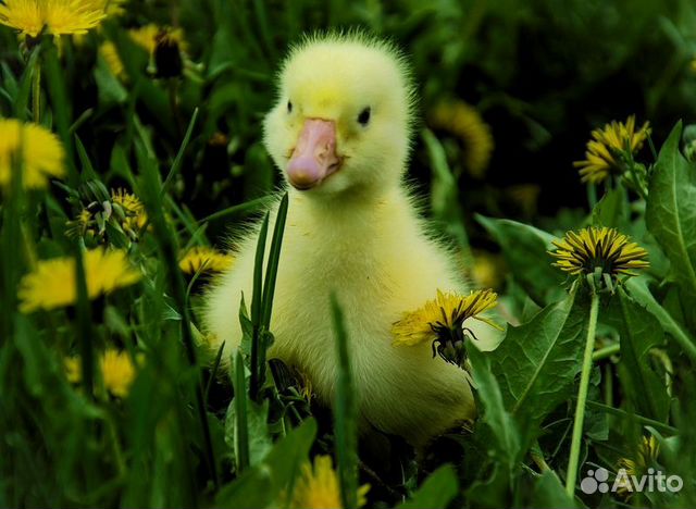 Принимаем заявки на сельх. птицу Гусята Муларды