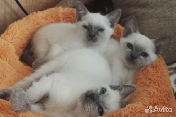 Сиамские котята(блю-поинт)