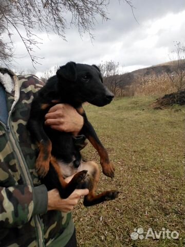 Продам рабочего кобеля