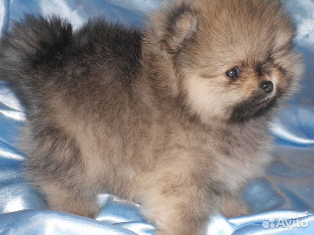 Щеночки мишутки-топтыжки(мини)