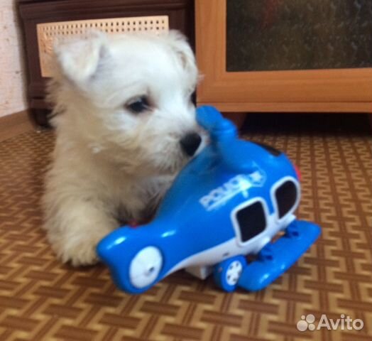 Щенки Вест Хайленд Вайт терьера