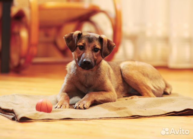 Бони, 4 мес., в дар в добрые руки