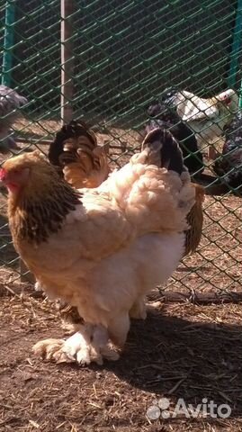 Палевая брама семья