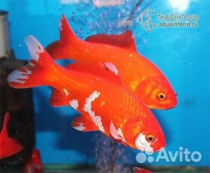 Карась красно-белый для пруда