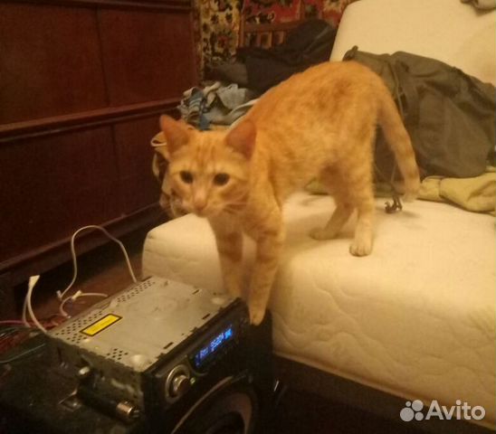 Солнечный рыжий, чудесный котенок Любый