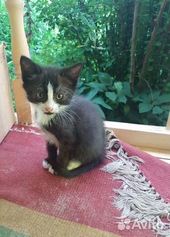 Мурчалки - плюшевые котята в хорошие руки