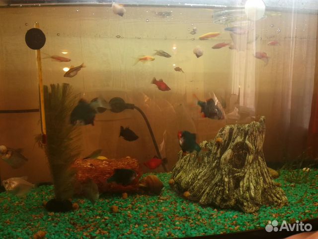 Ампулярии (малыши)