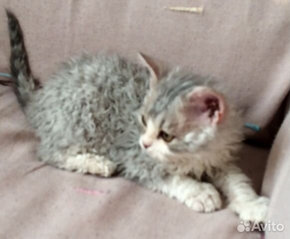 Кудрявый котик