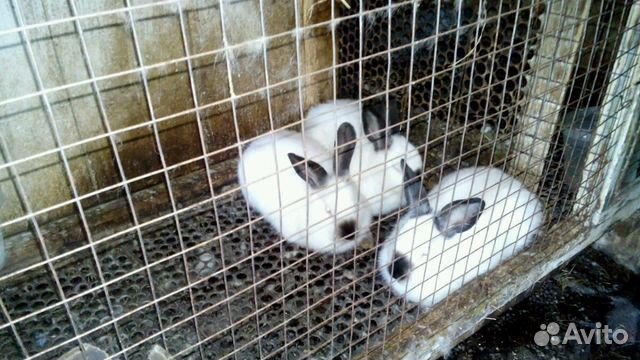 Фландр И Калифорнийские кролики