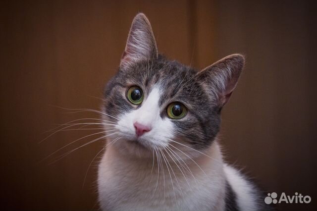 Отдается в добрые руки, в дар кошечка 2 года