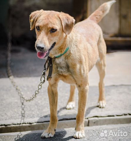 Арчи из Центра Безнадзорных Животных