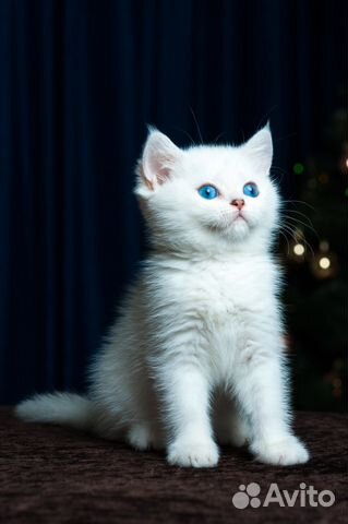 Шотланский страйт девочка