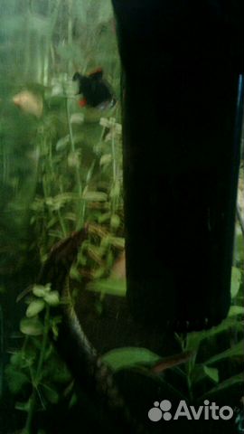 Продам мастоцембела