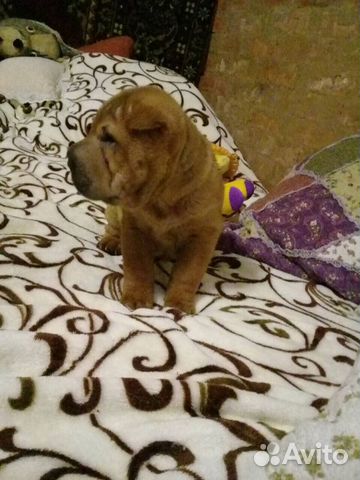 Плюшевый щеночек