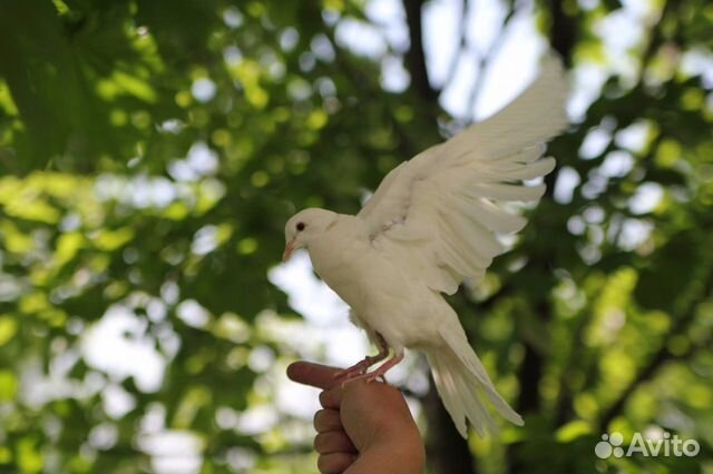 Горлицы смеющиеся