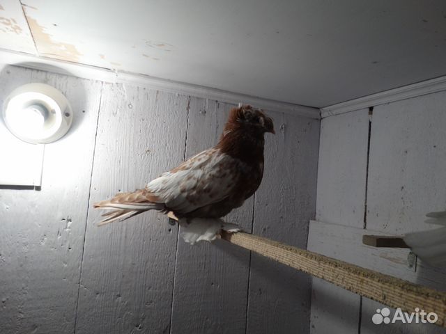 Голуби Бухарские