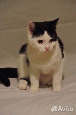 Кошка в добрые руки