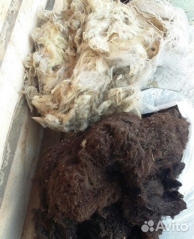 Шерсть овечья немытая