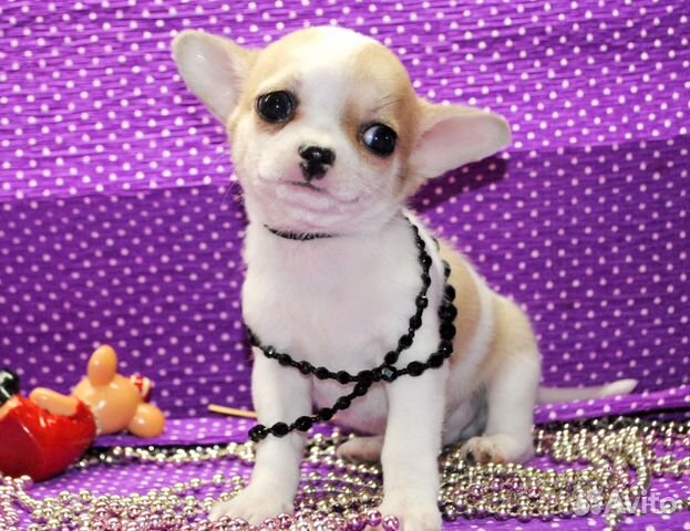 Чихуа породистые детки разного окраса и размера
