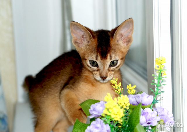Котята абиссинята