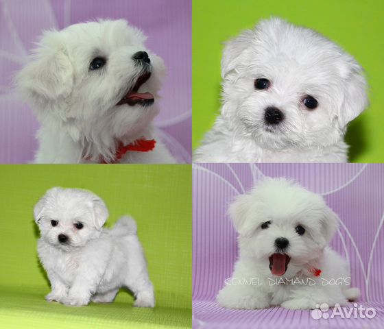 Белые собачки-не линяют, радость в дом)