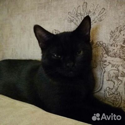 Черный бомбейский кот в дар