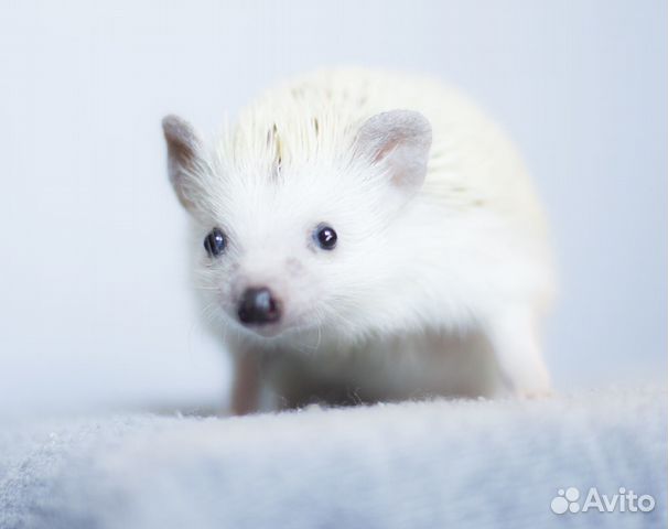 Декоративные ежата - идеальный домашний питомец