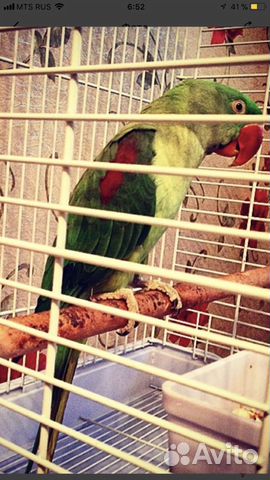 Александрийский Попугай