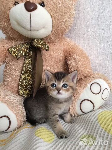 Шотландские котята чистокровные