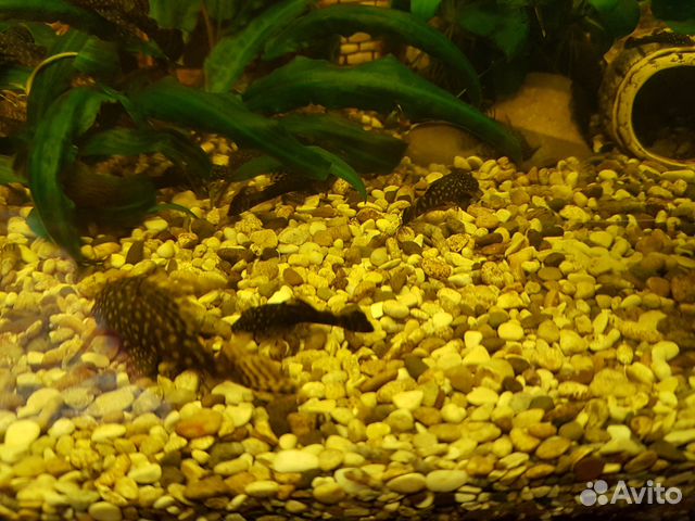 Сомы прилипалы и меченосцы