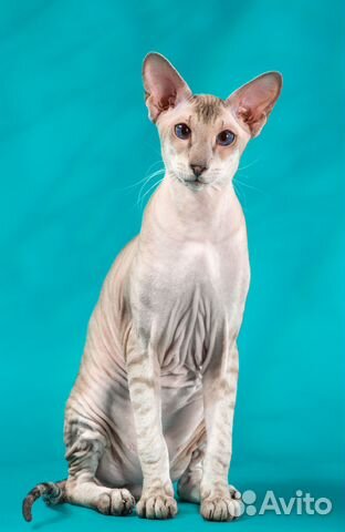 Сдам кота-чемпиона мира PBD