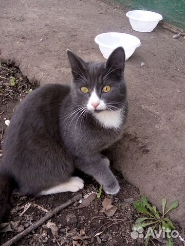 Стасюша, 11 мес, похож на русскую голубую