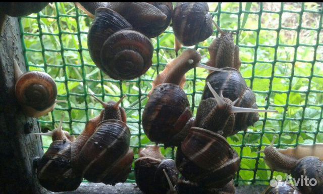 Виноградные улитки