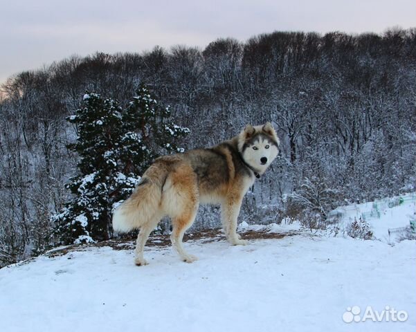 Вязка кобель Сибирский хаски