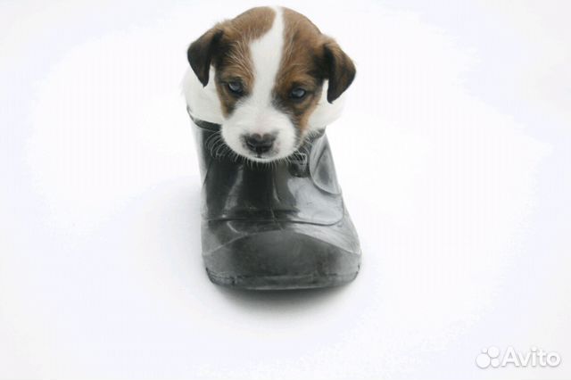 Джек рассел терьер Маска, Майло