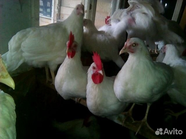 Молодые петушки