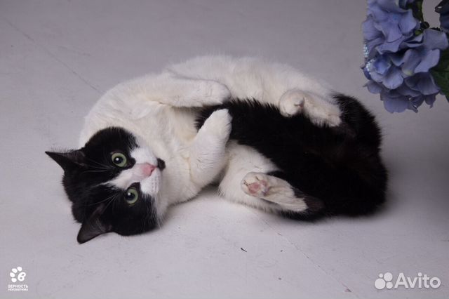 Котик Гоша